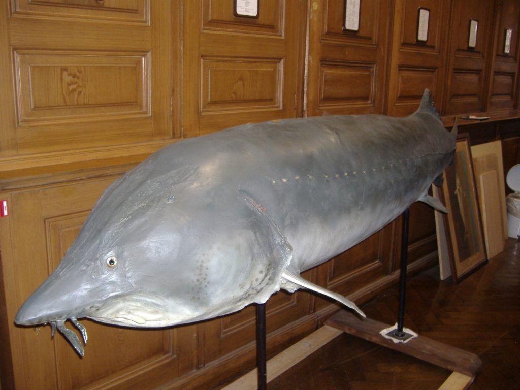 DINOSAUR FISH: Sturgeon fish species of the Danube River – Water detective