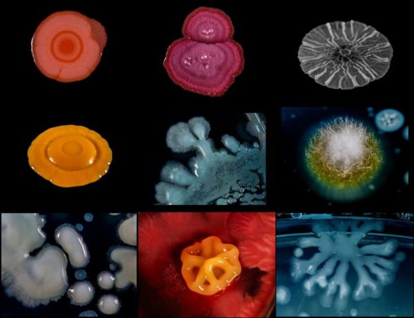 THE UNSEEN LIFE OF RIVERS: Mysterious aquatic microorganisms – Water ...