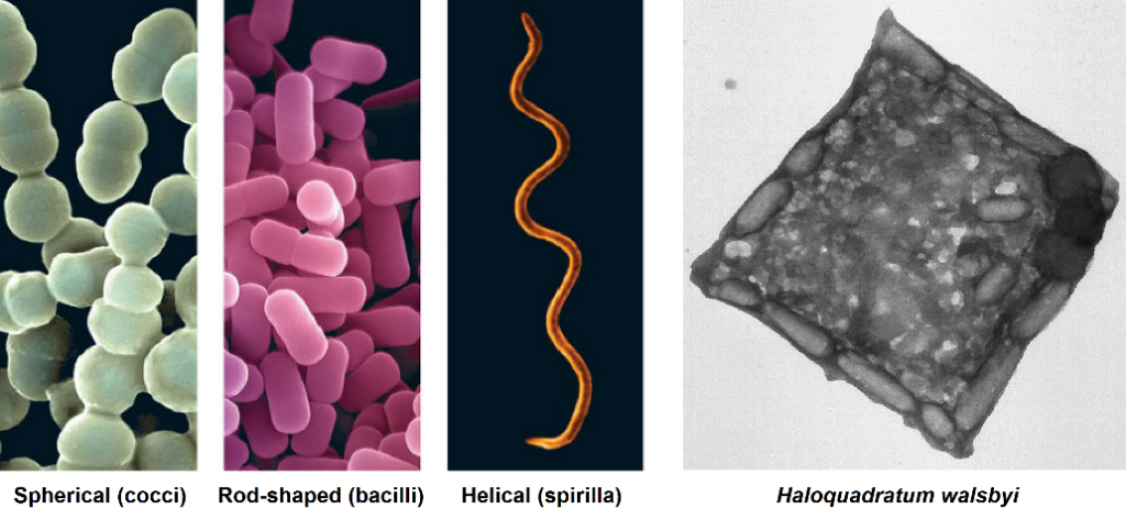 THE UNSEEN LIFE OF RIVERS: Mysterious aquatic microorganisms – Water ...