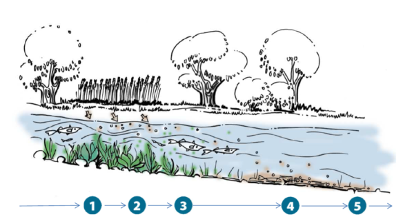 6. SELF-PURIFICATION PROCESSES IN RIVERS – Water detective
