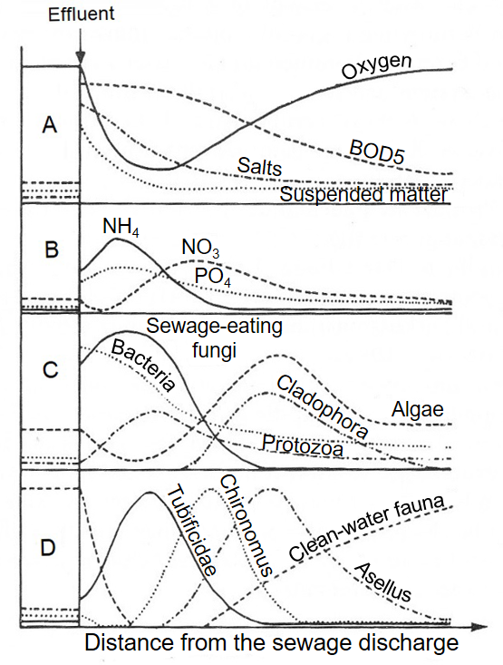 6. SELF-PURIFICATION PROCESSES IN RIVERS – Water detective